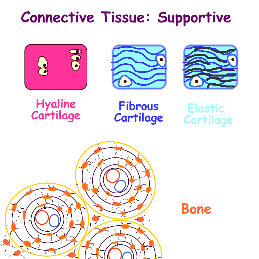 Biology 2404 A&P Basics